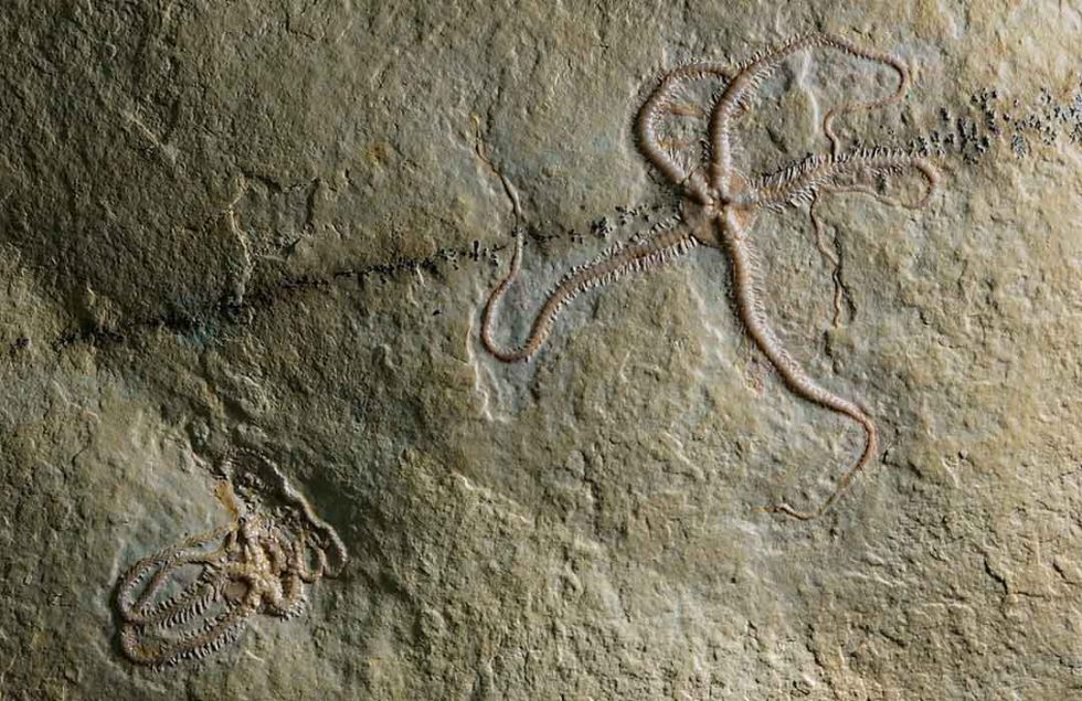 Descubierto en Elgoibar un fósil singular de equinodermo - Mufomi
